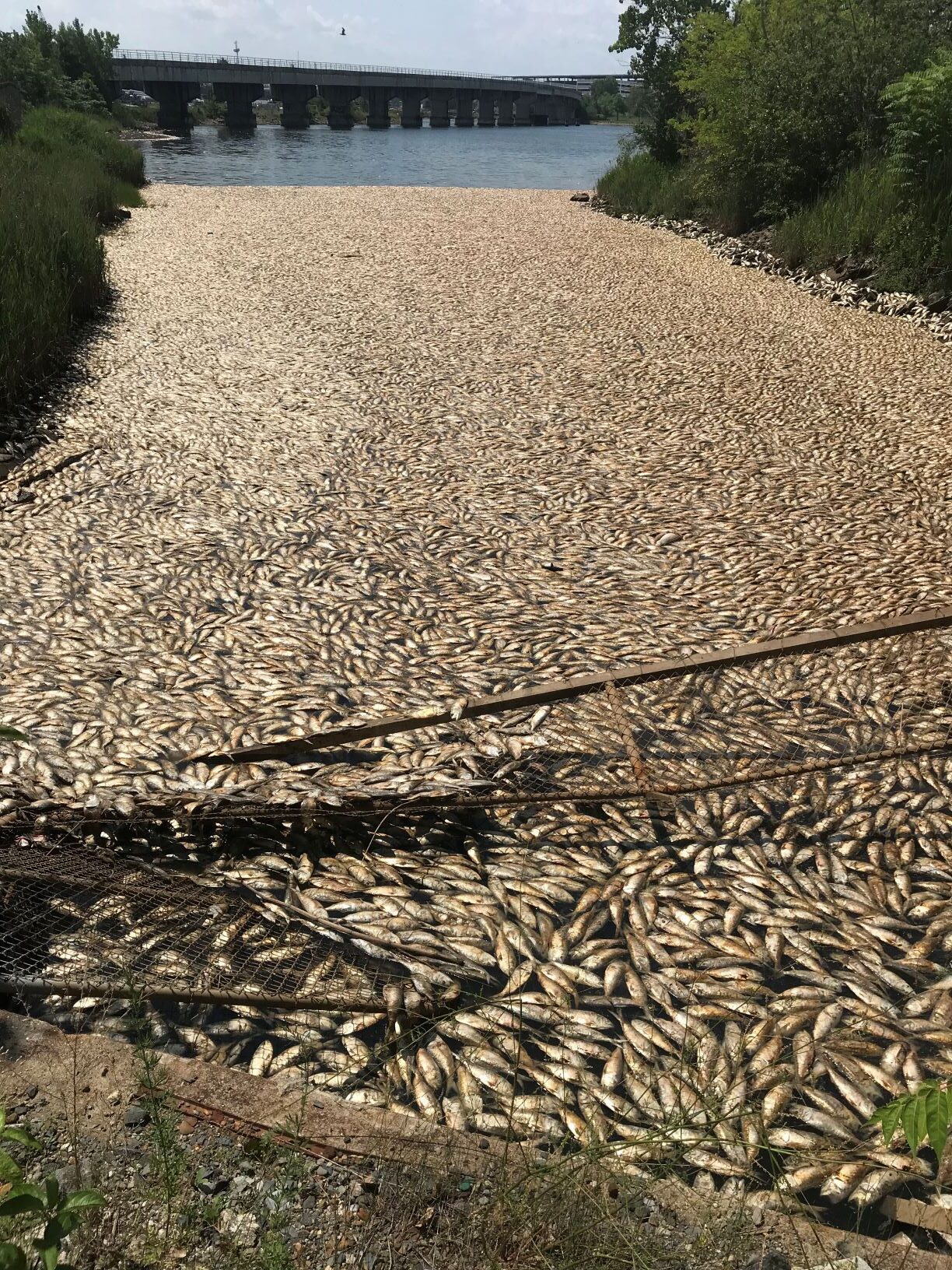 Harmful Algal Blooms, Eutrophication and Dead Zones - Ocean River Institute