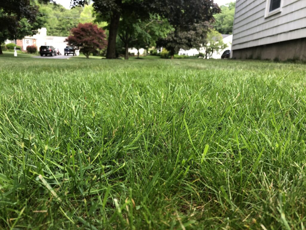 Massachusetts municipalities leading the way for responsible lawn care ...